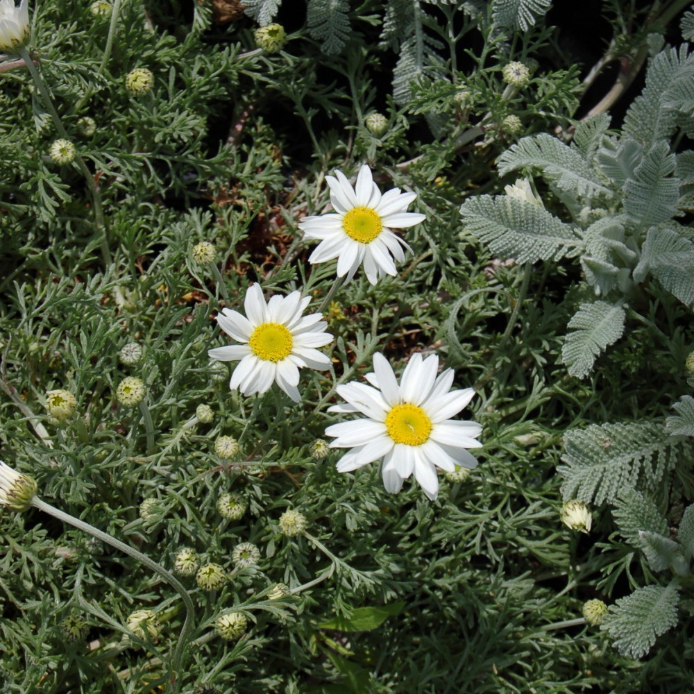 JDA Anthemis carpatica 'Karpatenschnee'