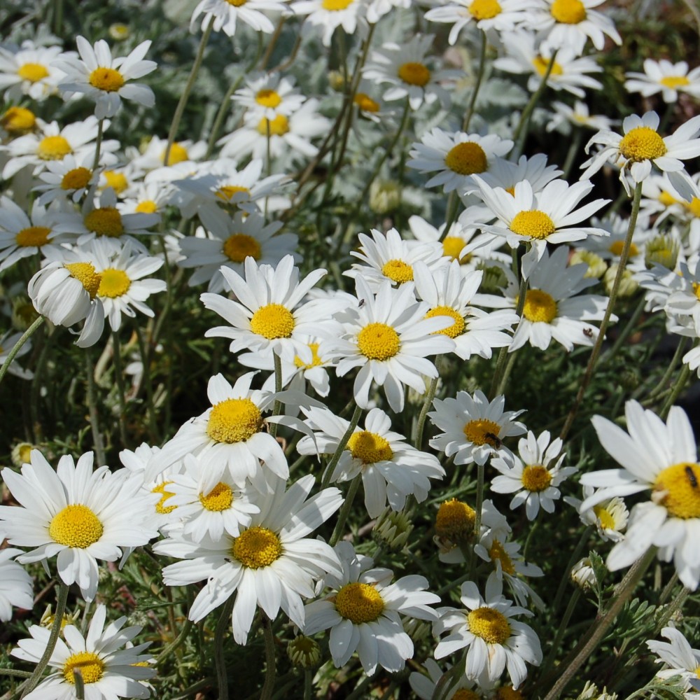 JDA Anthemis carpatica 'Karpatenschnee'