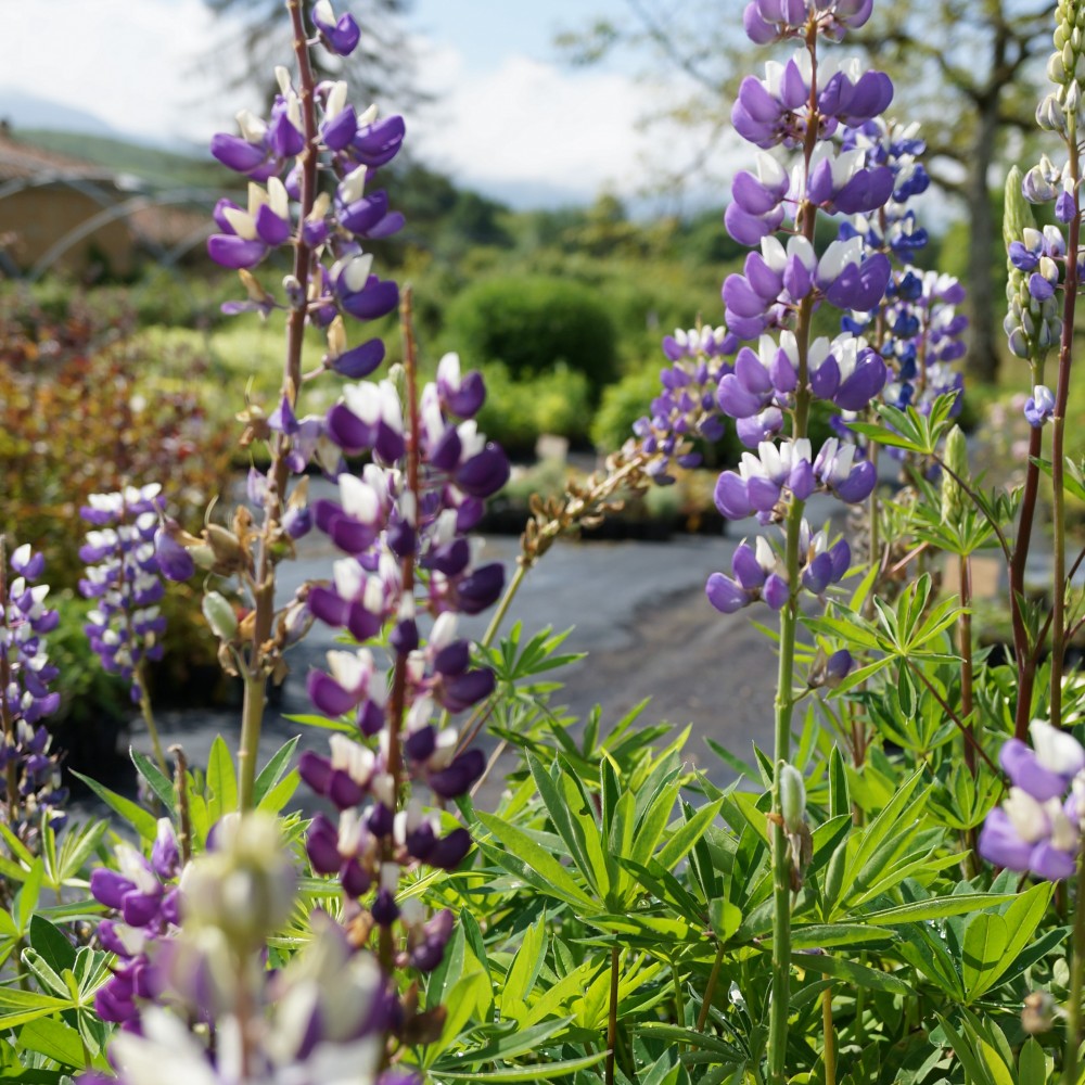 JDA Lupinus russell 'Kastelan'/'Le Gentilhomme'/'The Gorvernor'