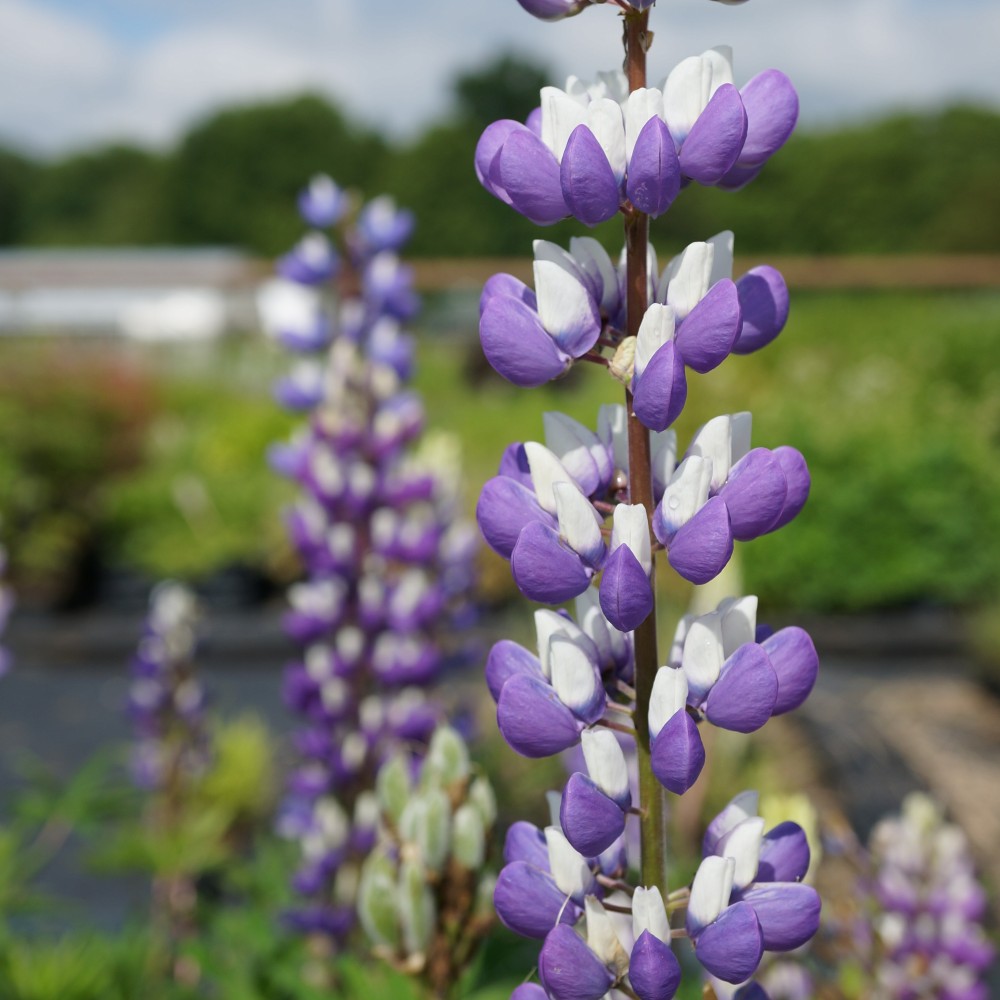 JDA Lupinus russell 'Kastelan'/'Le Gentilhomme'/'The Gorvernor'