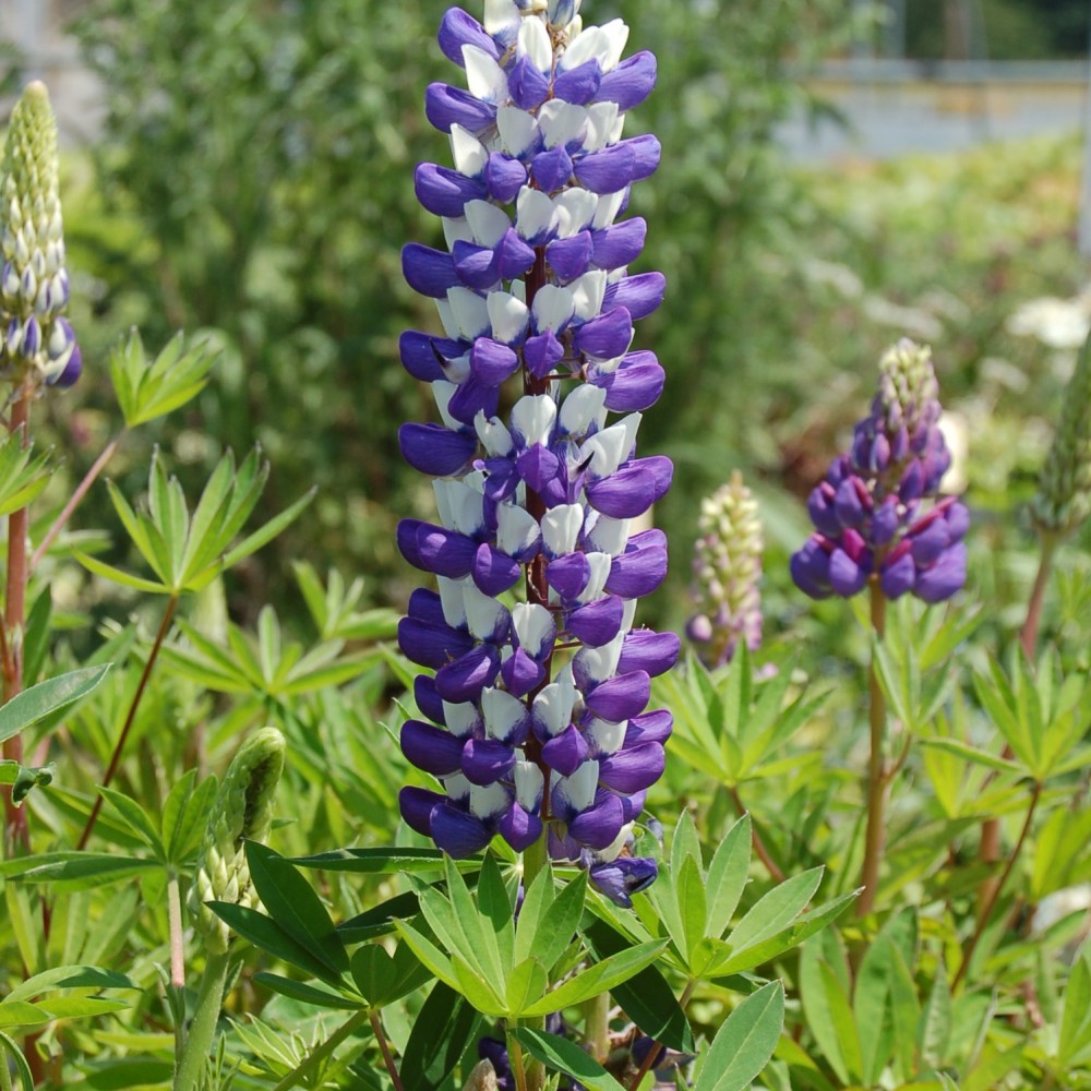 JDA Lupinus russell 'Kastelan'/'Le Gentilhomme'/'The Gorvernor'