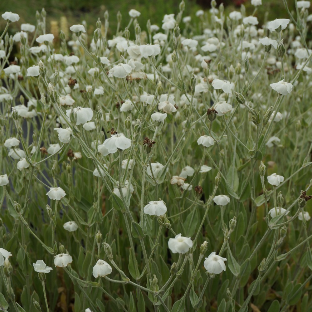 JDA Lychnis coronaria 'Alba'