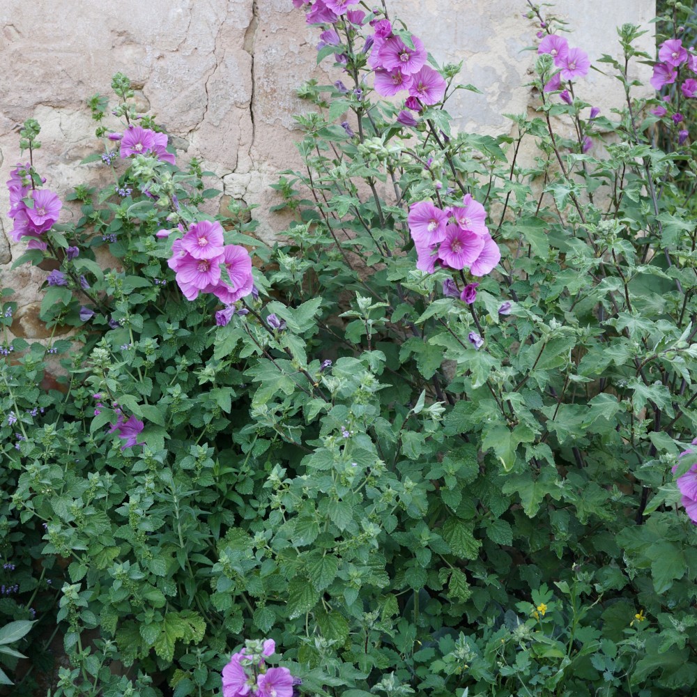 JDA Malva moschata 'Rosea'