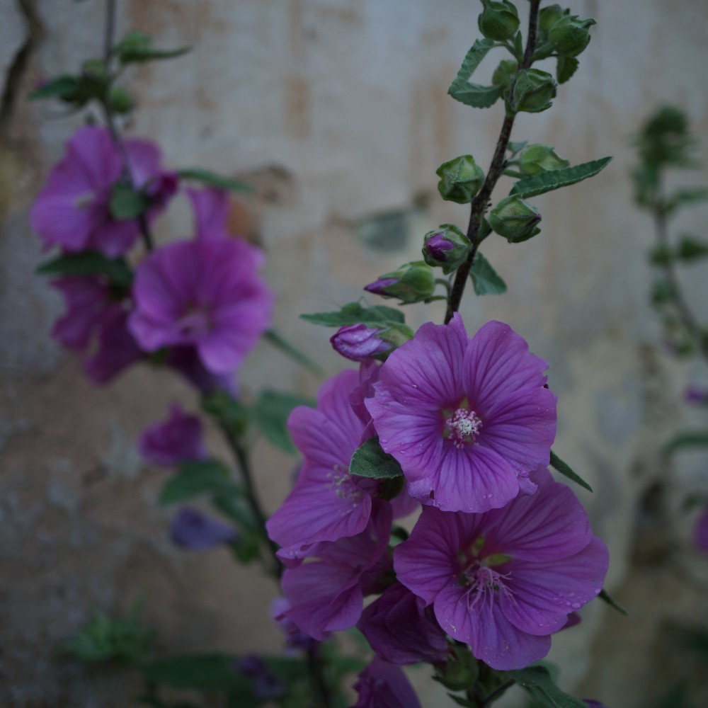 JDA Malva moschata 'Rosea'