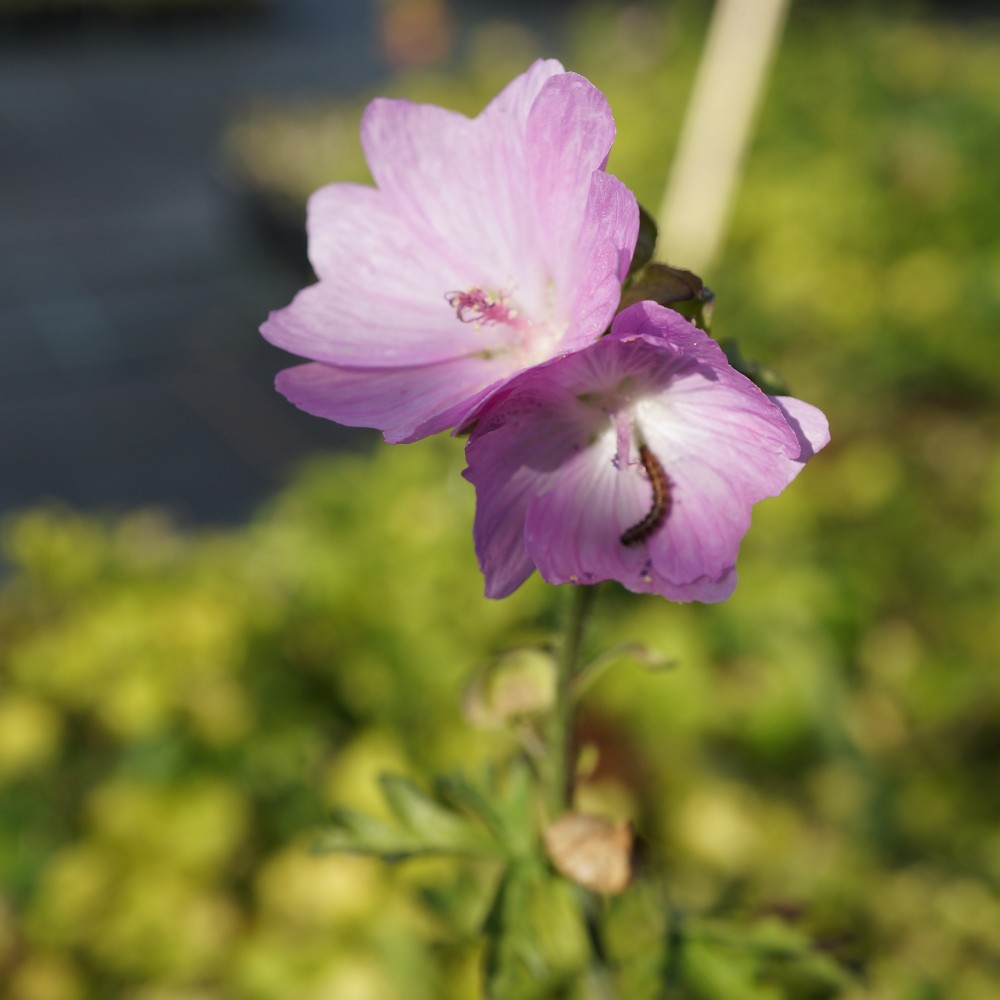JDA Malva moschata 'Rosea'