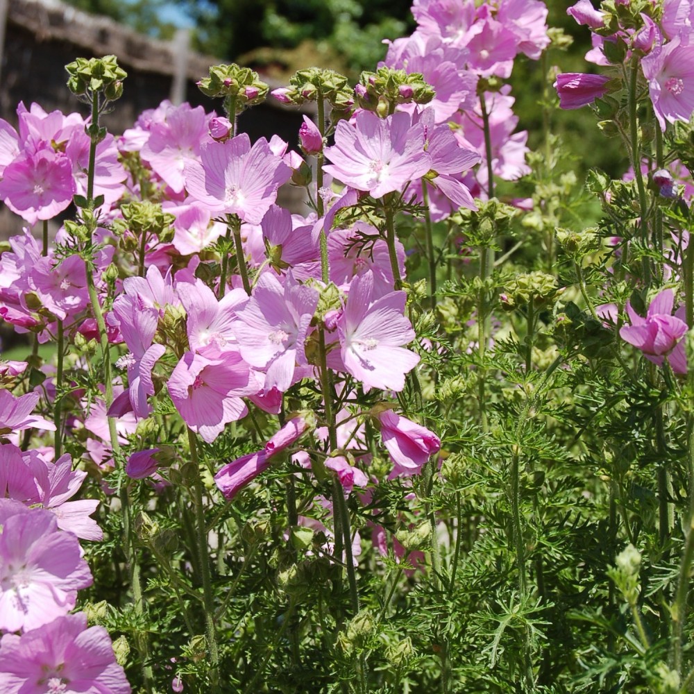 JDA Malva moschata 'Rosea'