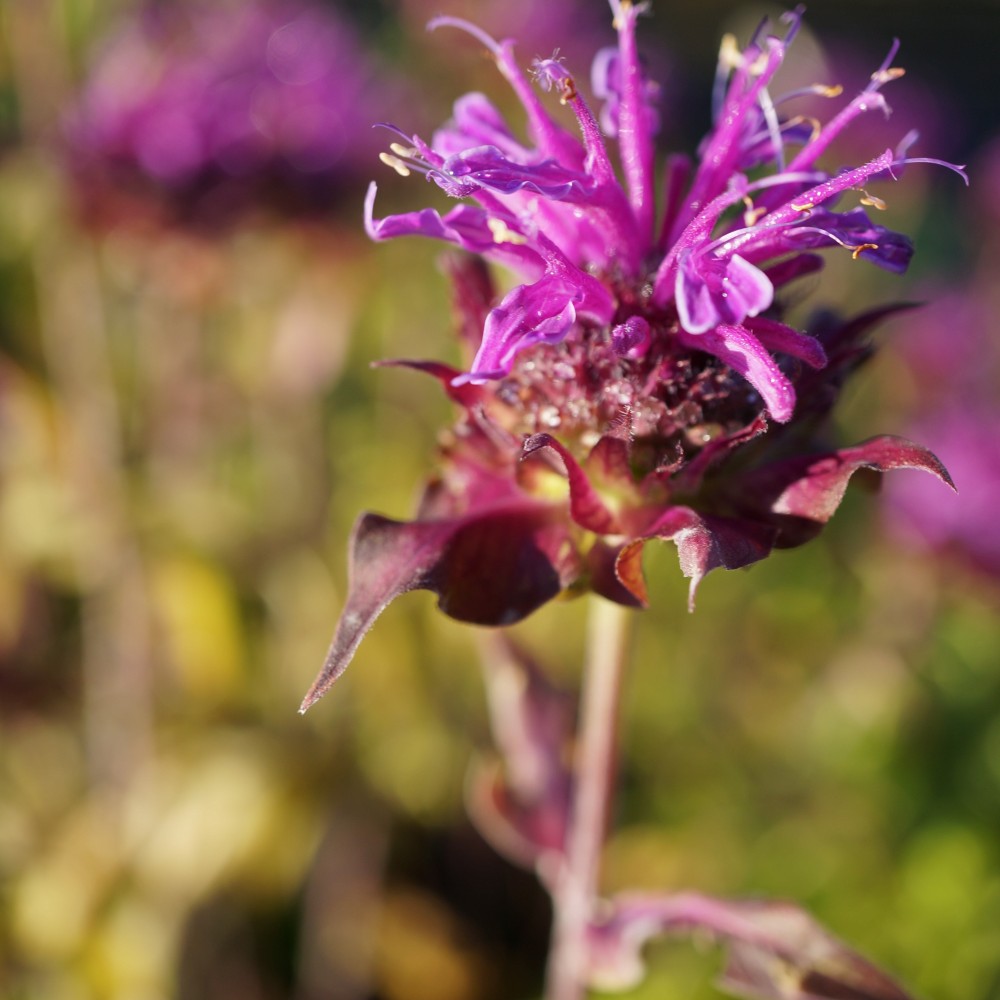 JDA Monarda 'Scorpion'