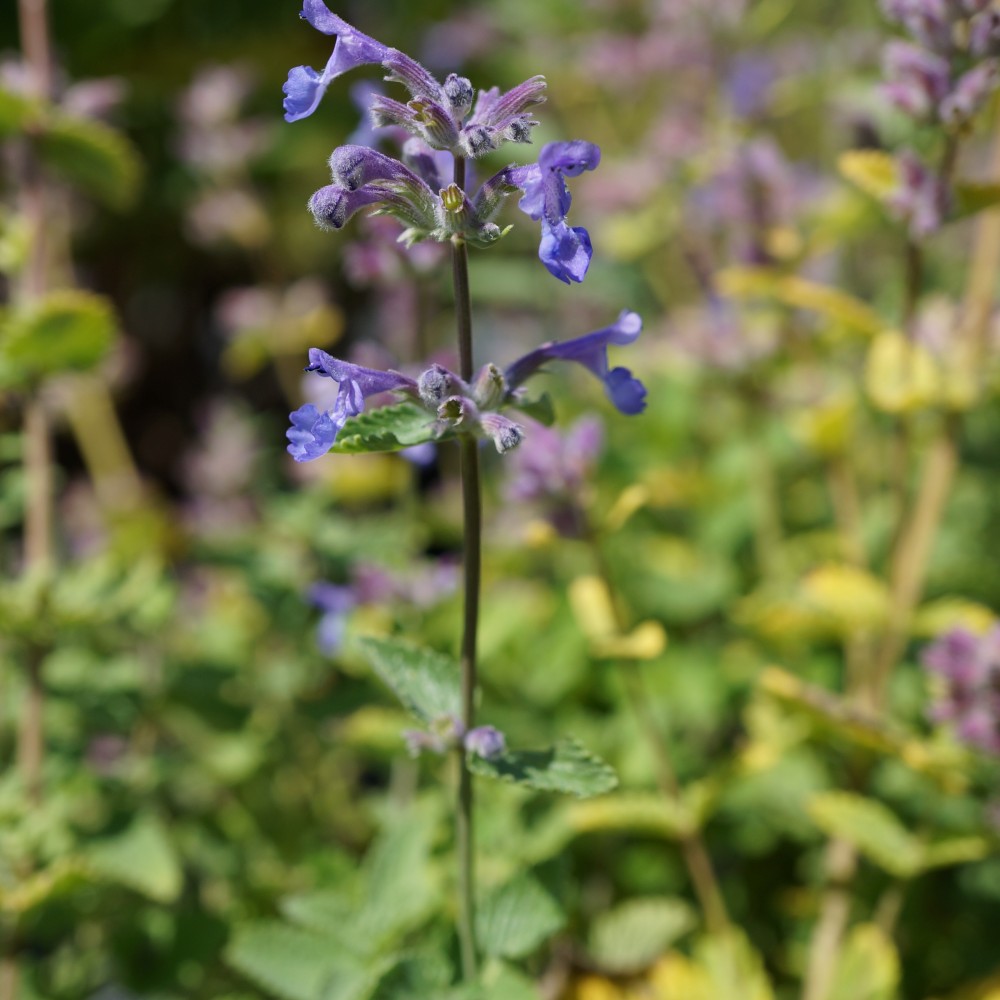 JDA Nepeta racemosa