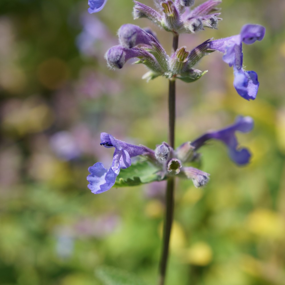 JDA Nepeta racemosa