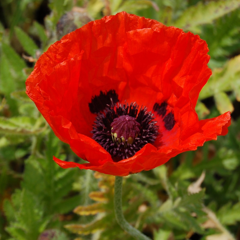 JDA Papaver orientalis 'Allegro'