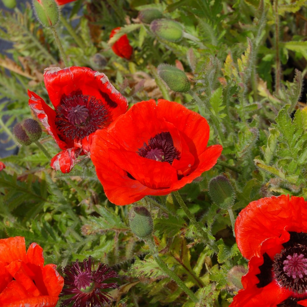 JDA Papaver orientalis 'Allegro'
