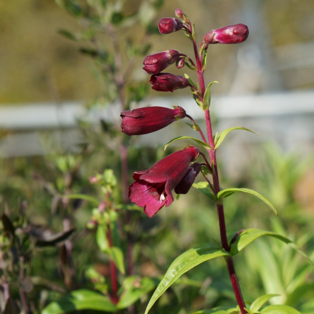 JDA Penstemon 'Midnight blue'