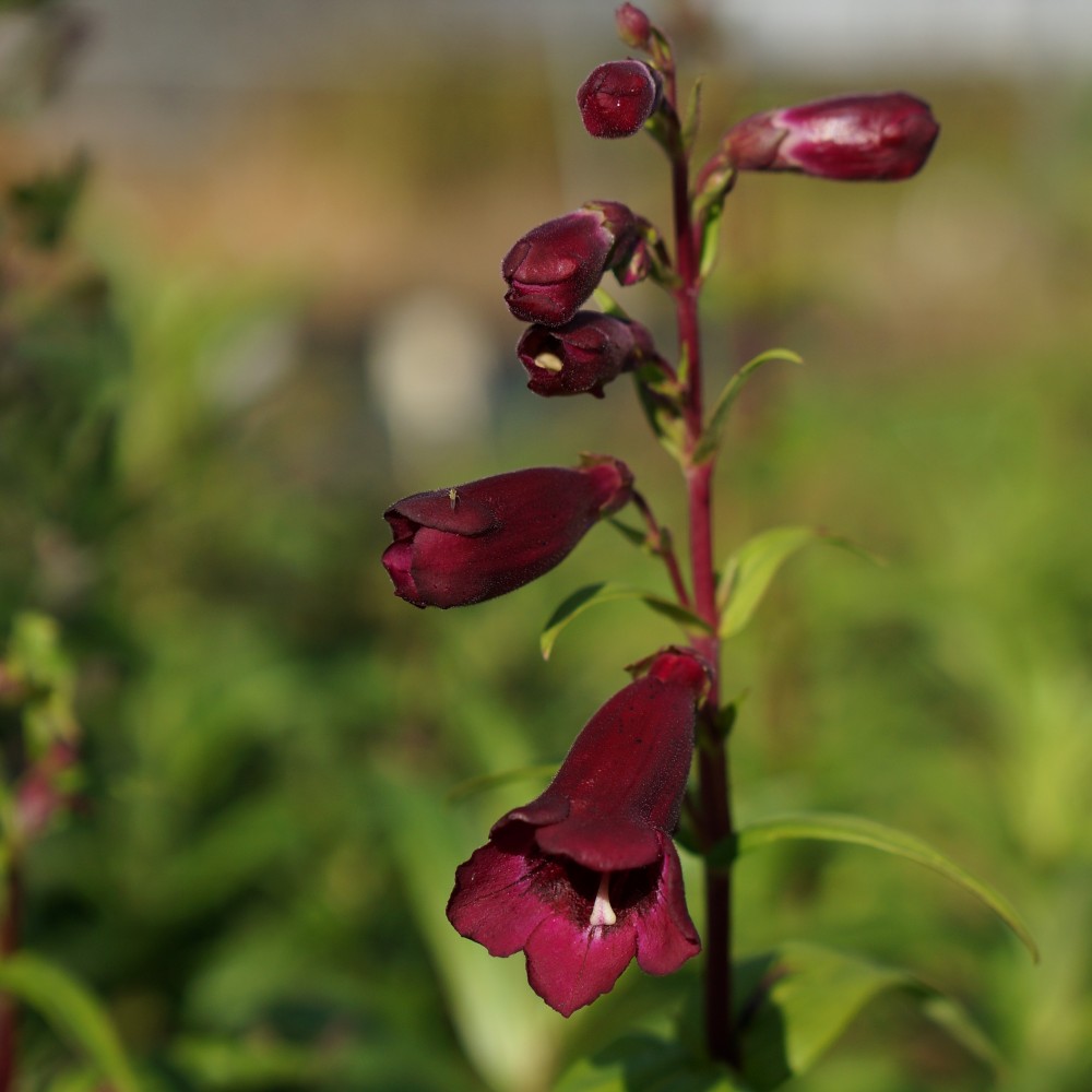 JDA Penstemon 'Midnight blue'