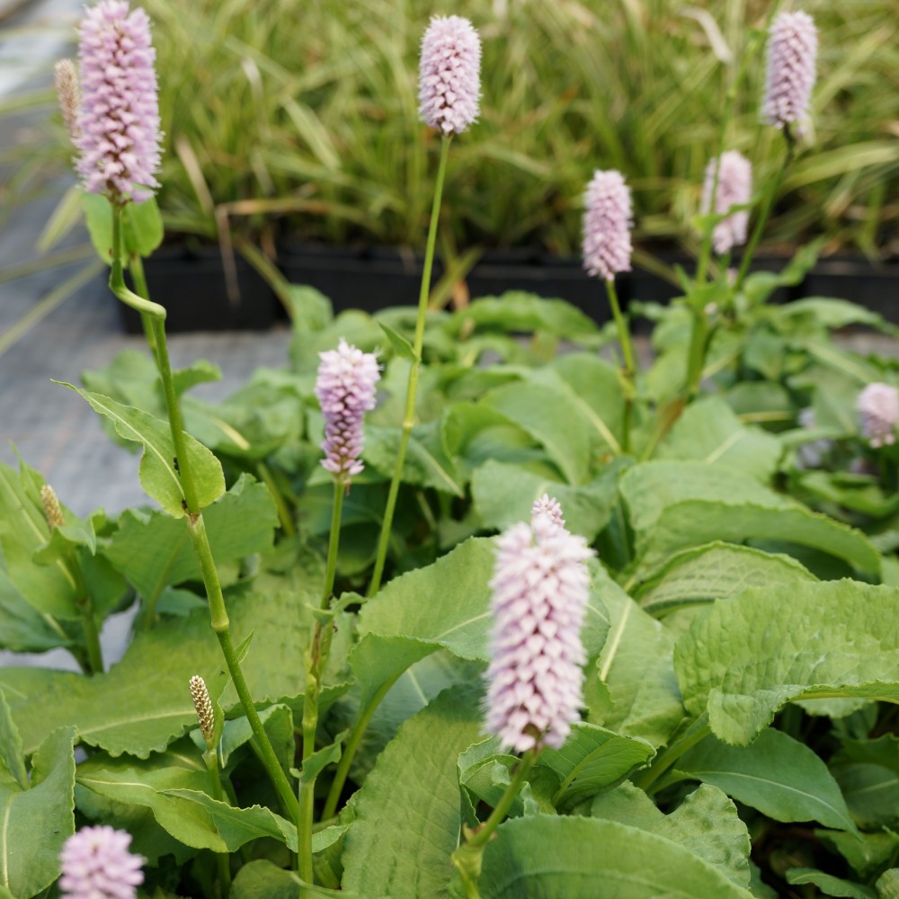 JDA Persicaria bistorta 'Superba'