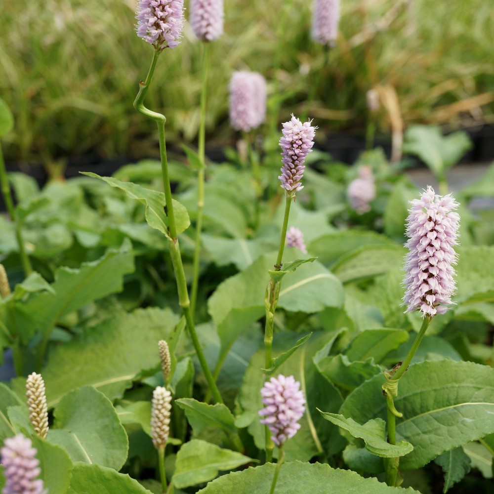 JDA Persicaria bistorta 'Superba'