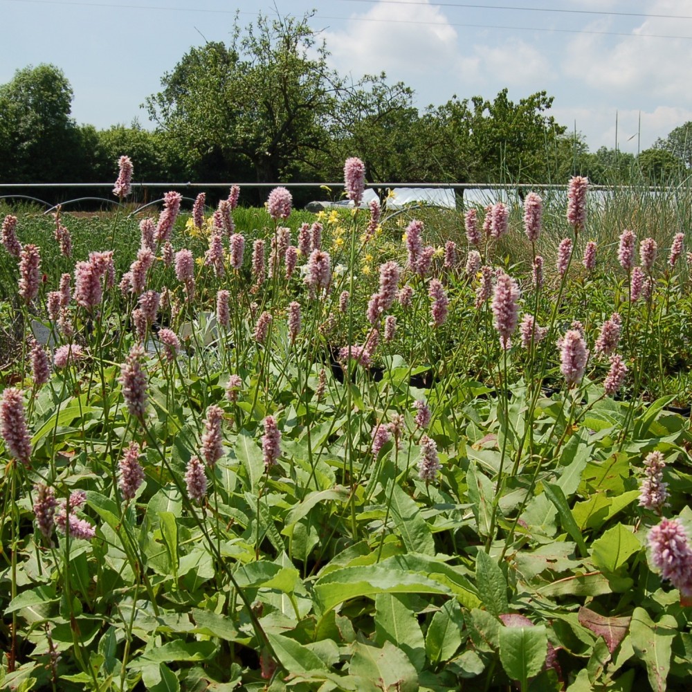 JDA Persicaria bistorta 'Superba'