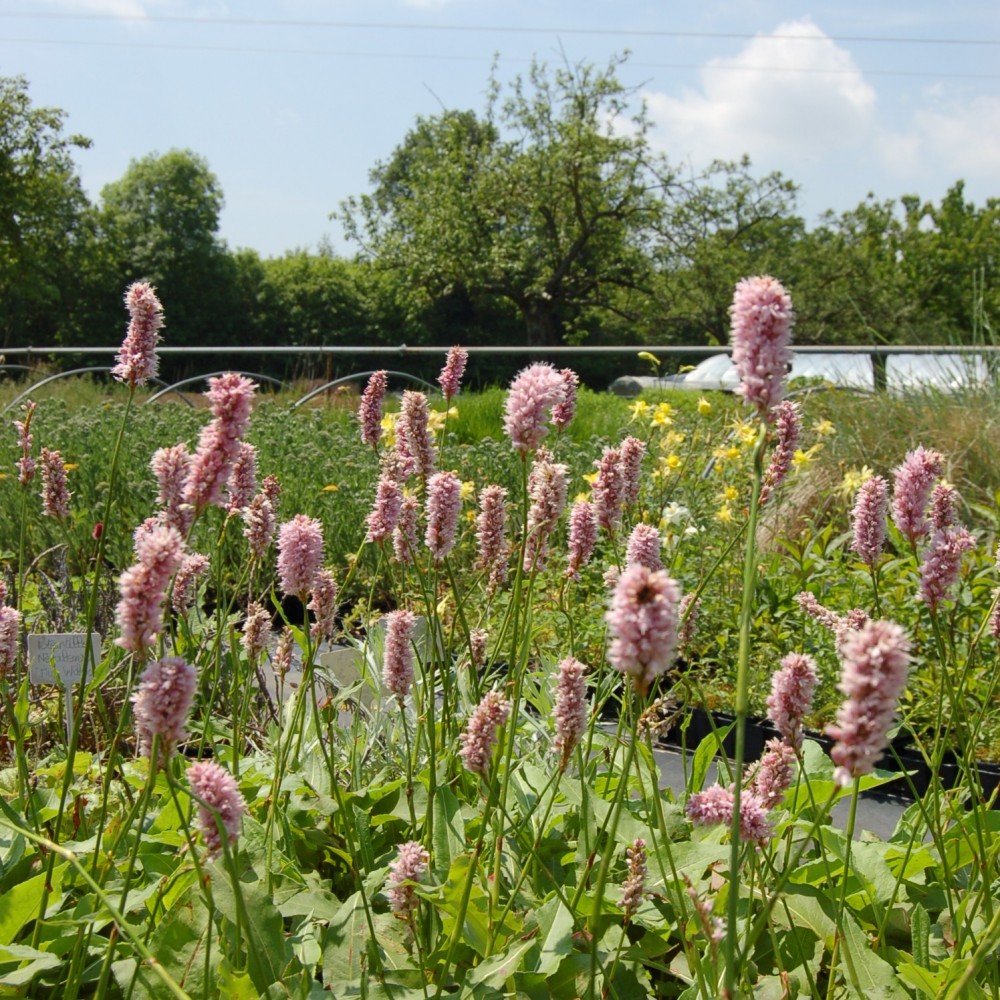 JDA Persicaria bistorta 'Superba'