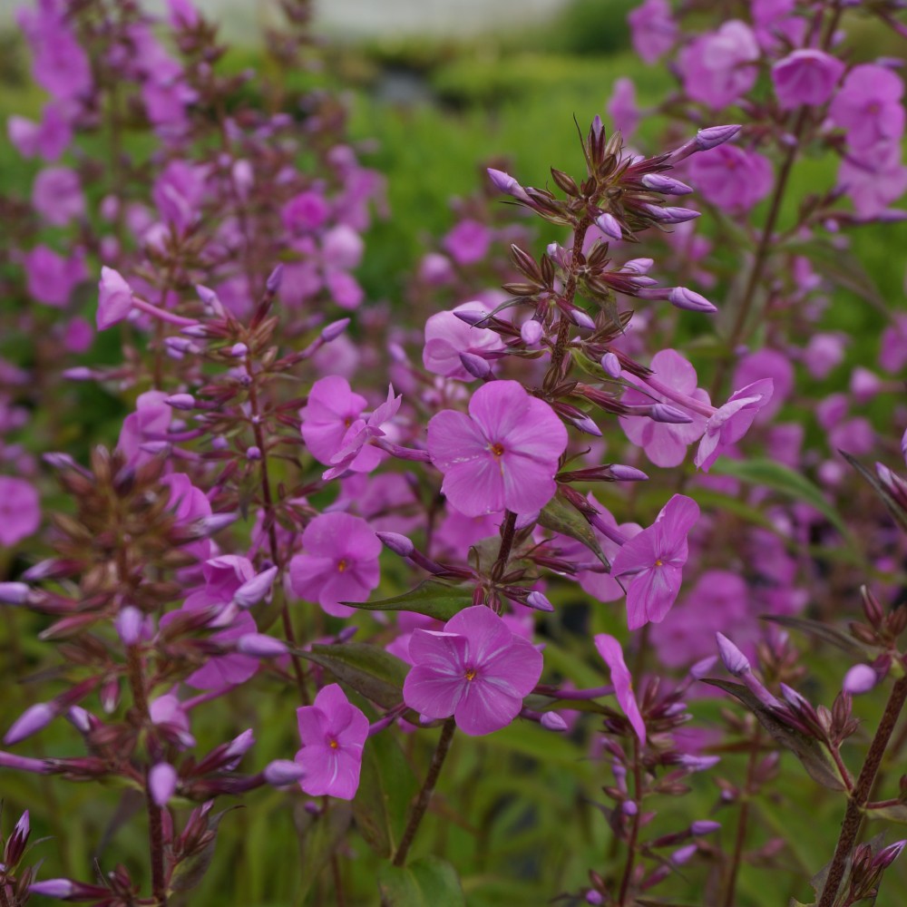 JDA Phlox maculata 'Alpha'