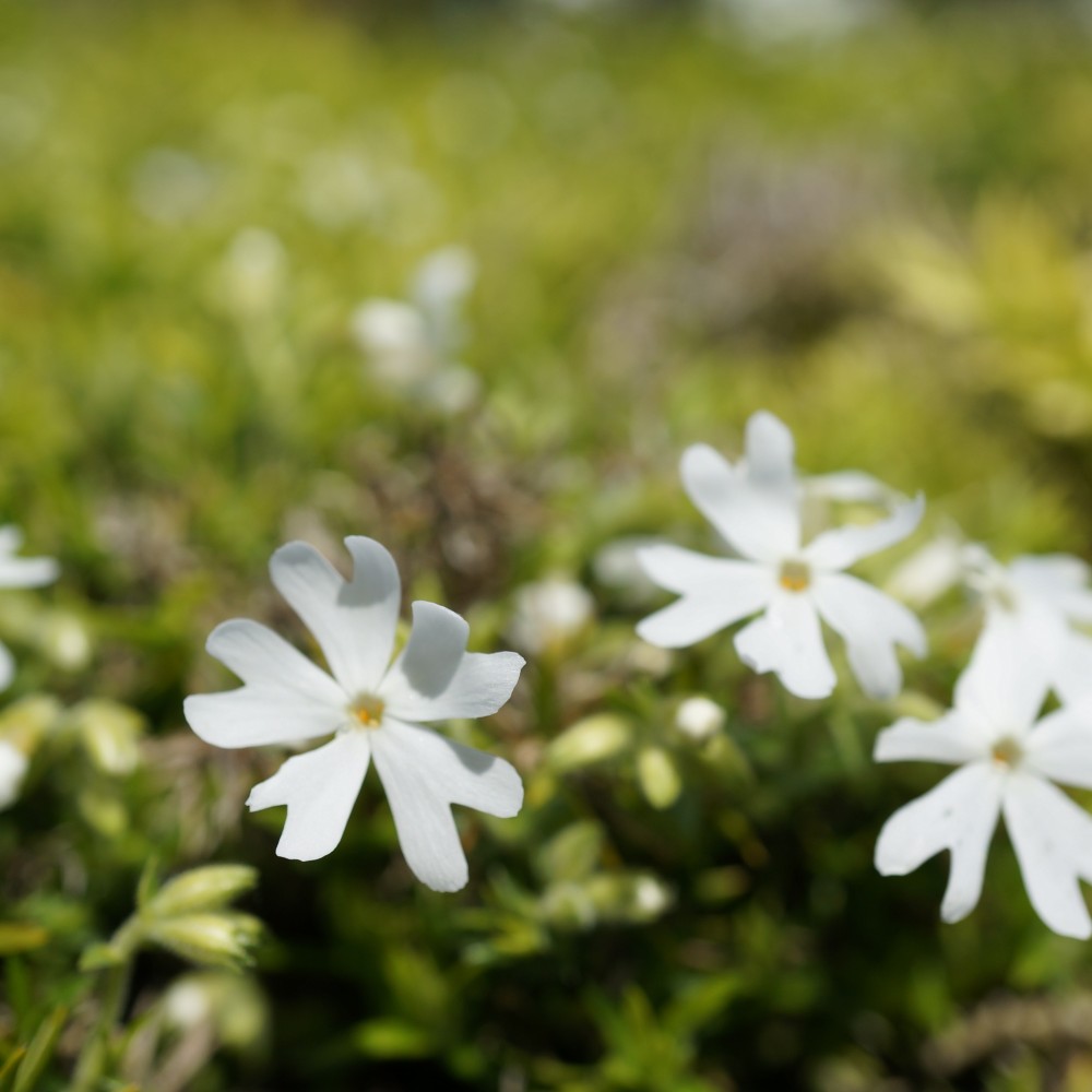 JDA Phlox subulata 'Snowflake'