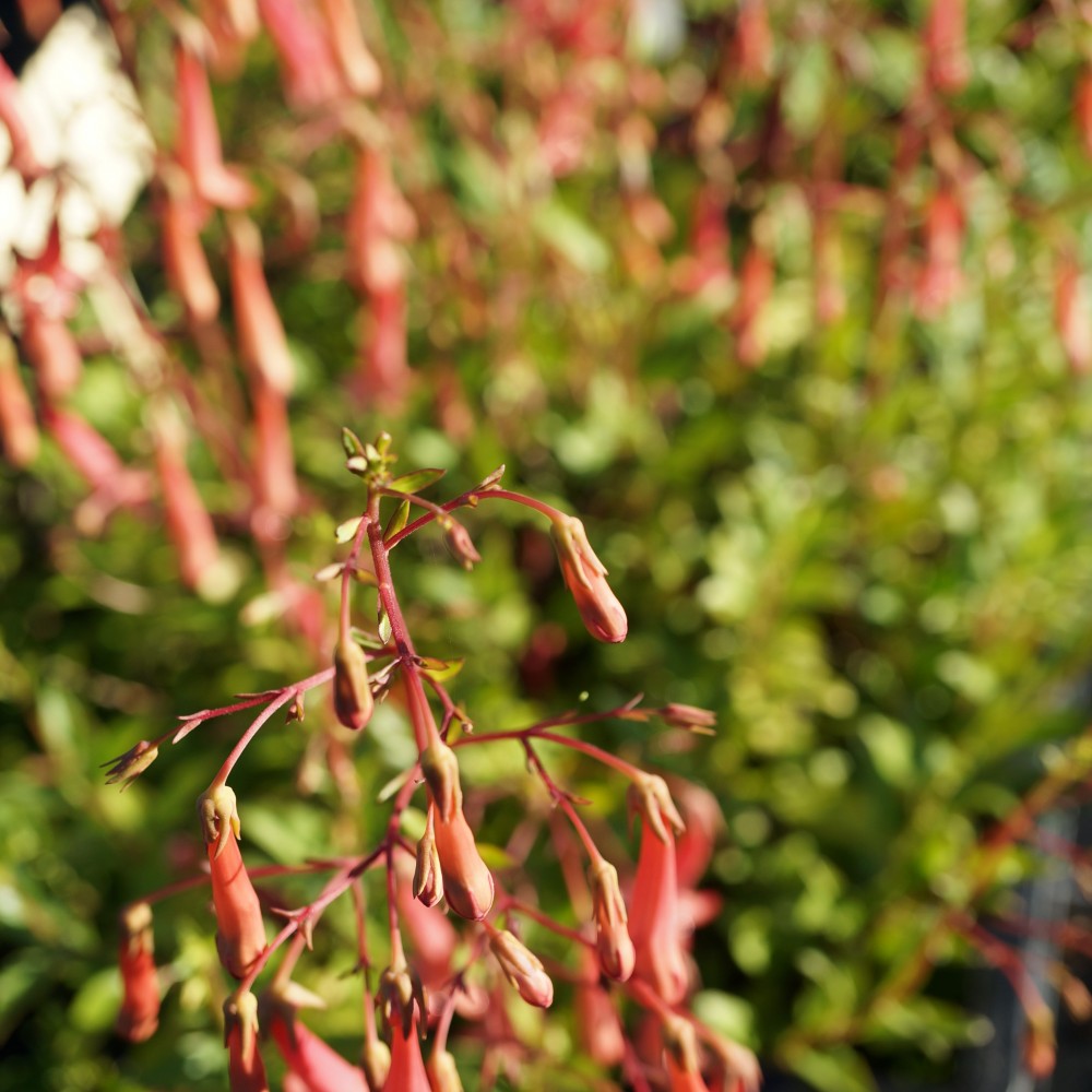 JDA Phygelius rectus 'Africa Queen'