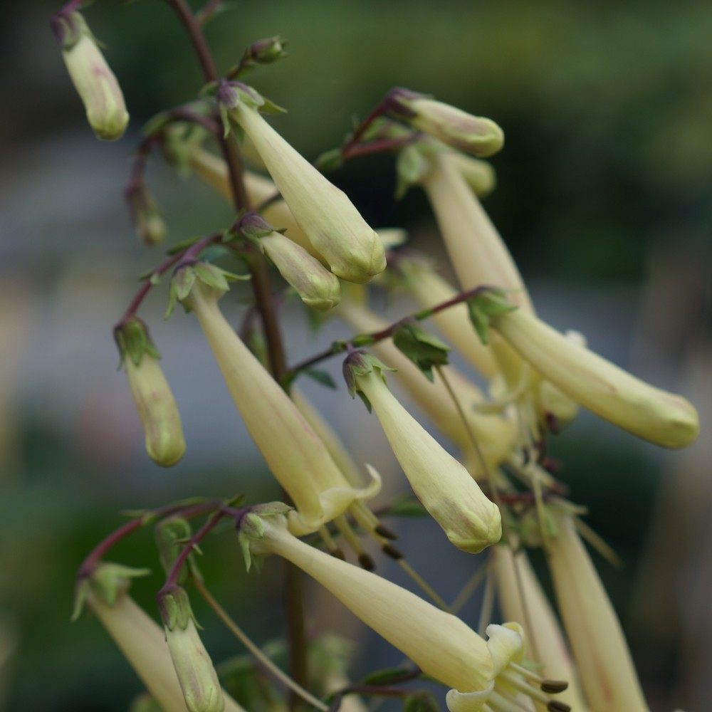 JDA Phygelius rectus 'Lemon tradops'