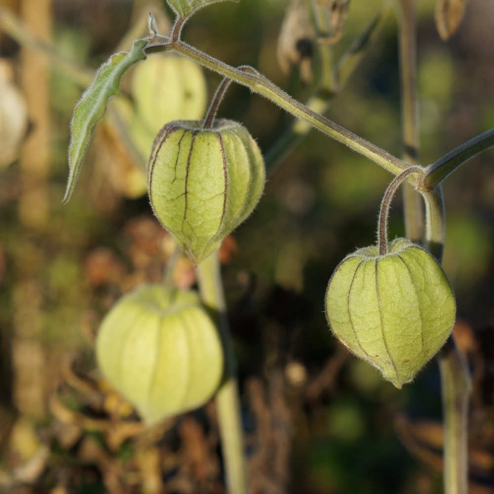 JDA Physalis peruviana