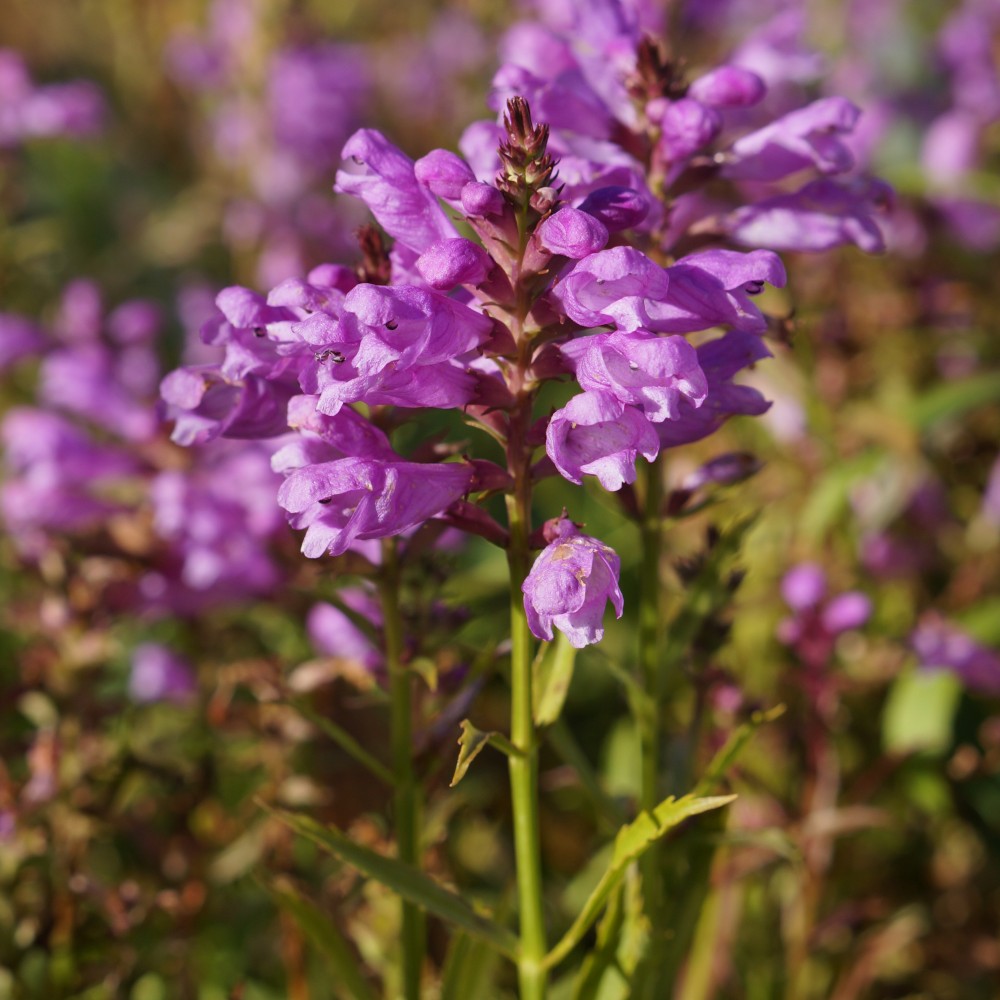 JDA Physostegia virginiana 'Variegata'