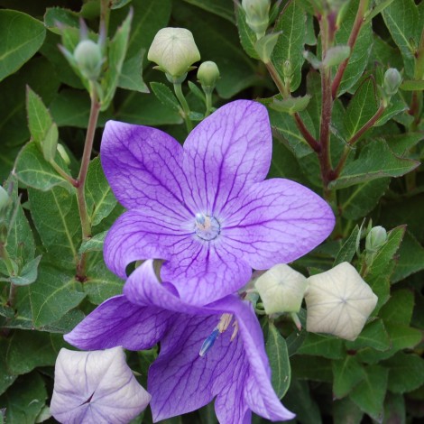 JDA Platycodon grandiflorus 'Fuji Blue'