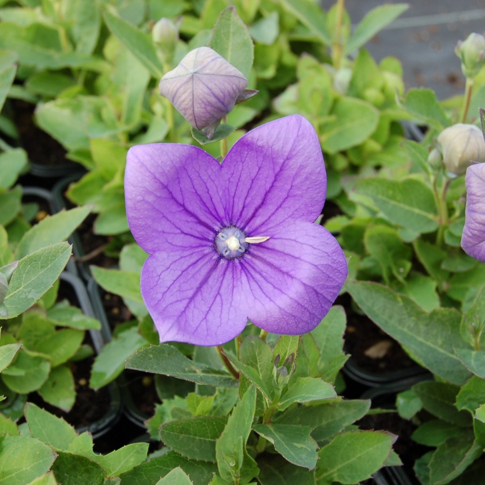 JDA Platycodon grandiflorus 'Fuji Blue'