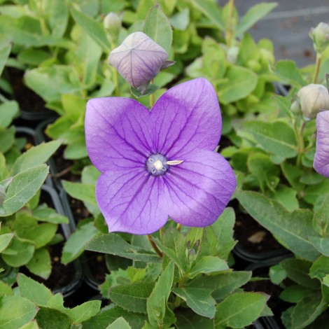 JDA Platycodon grandiflorus 'Fuji Blue'