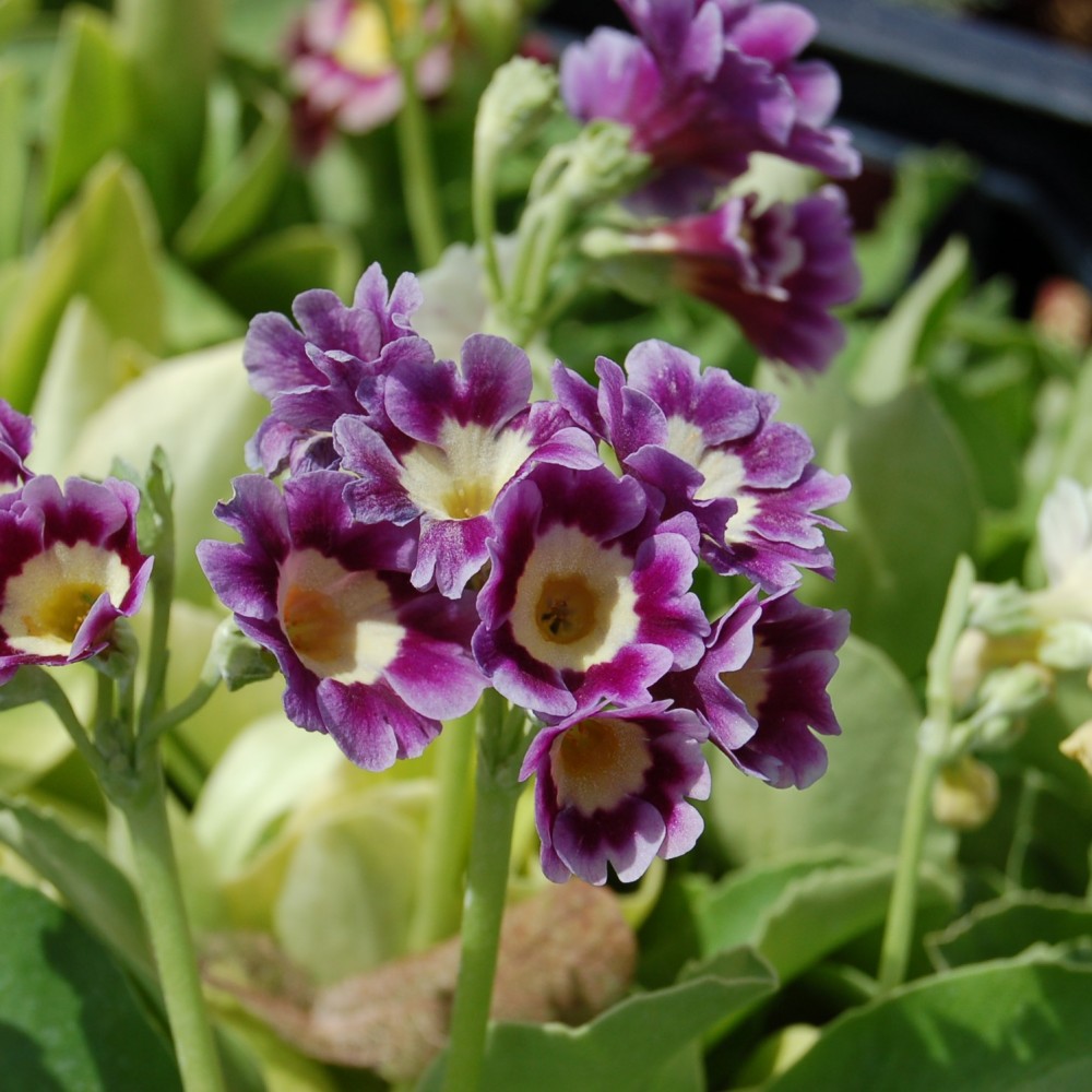 JDA Primula auricula 'Everest Blue'