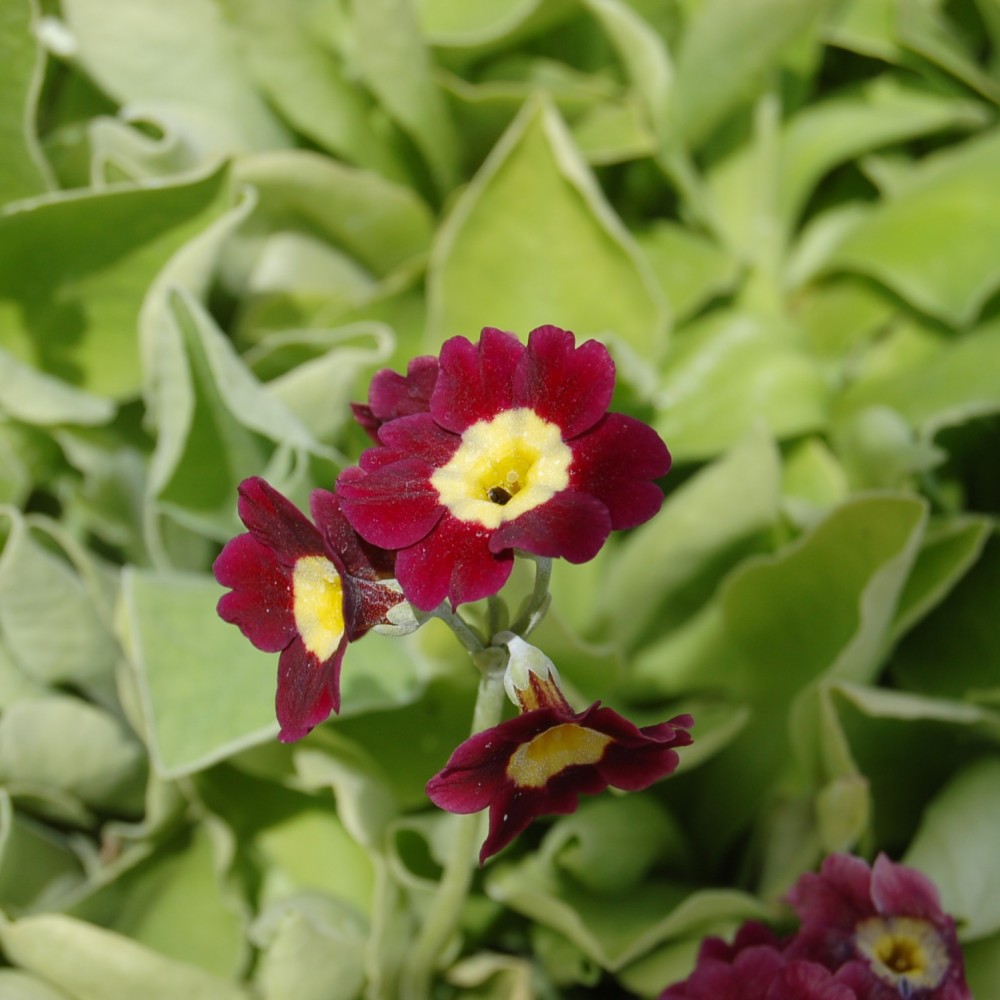 JDA Primula auricula 'Everest Blue'