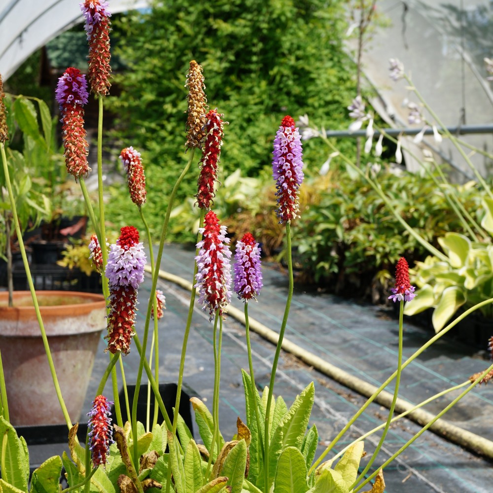 JDA Primula vialii