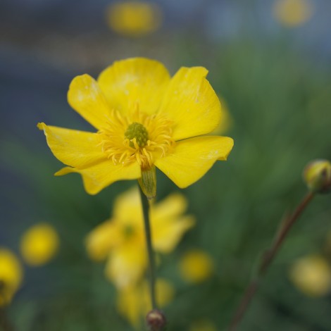 JDA Ranunculus gramineus