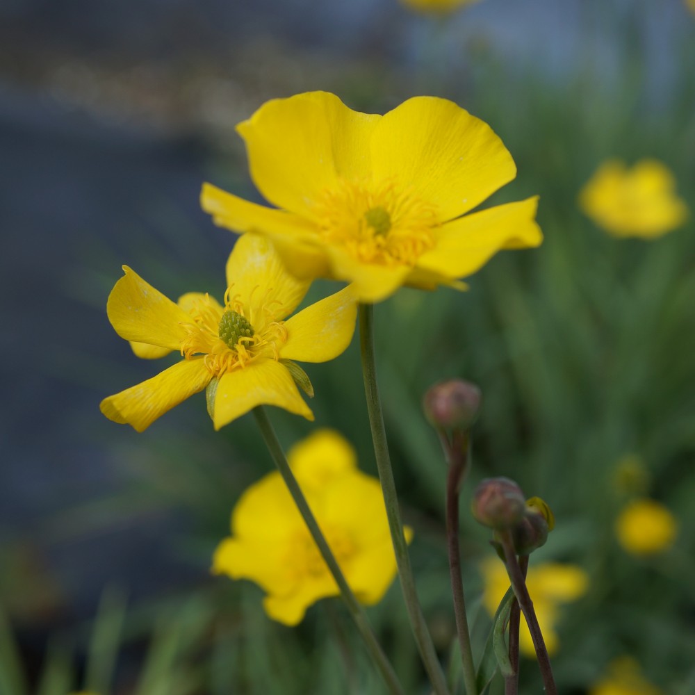 JDA Ranunculus gramineus