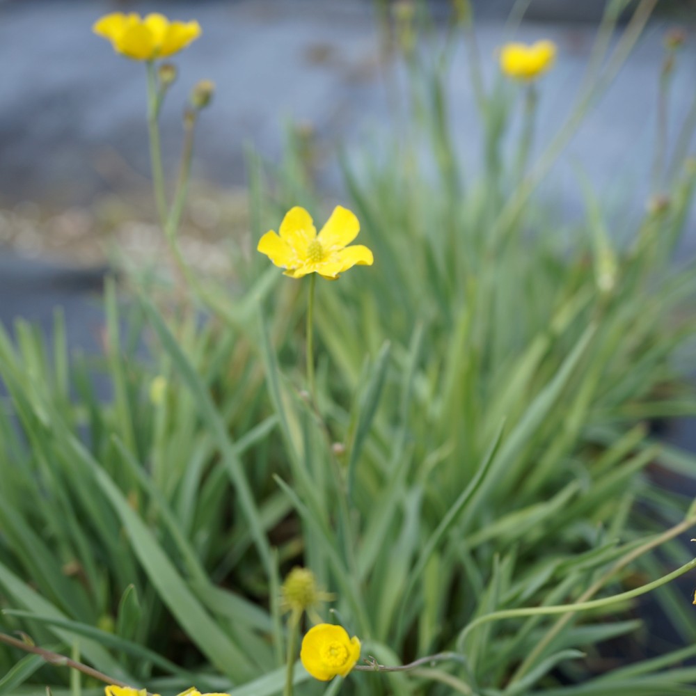 JDA Ranunculus gramineus
