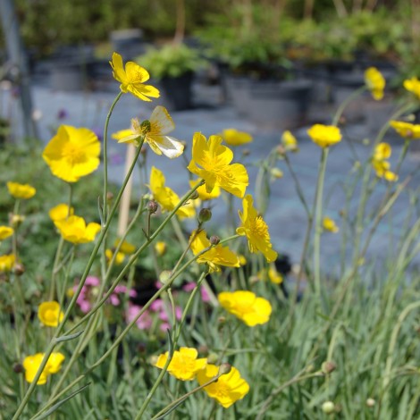 JDA Ranunculus gramineus
