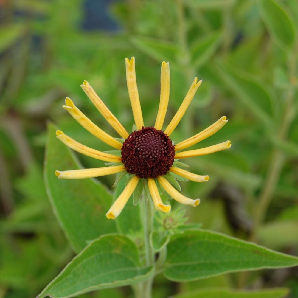 JDA Rudbeckia subtomentosa 'Henry Eilers'