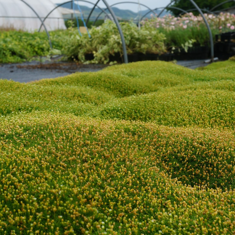 JDA Sagina subulata