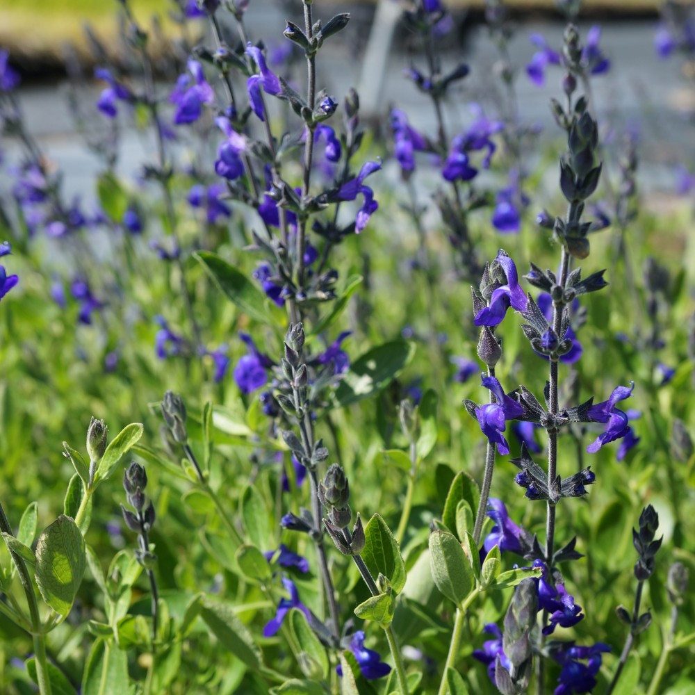 JDA Salvia greggii 'Blue Note'