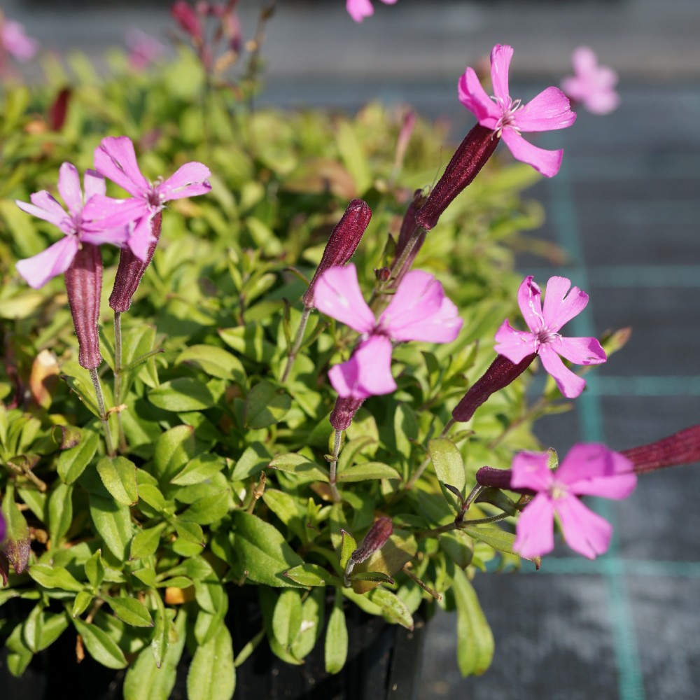 JDA Silene schafta