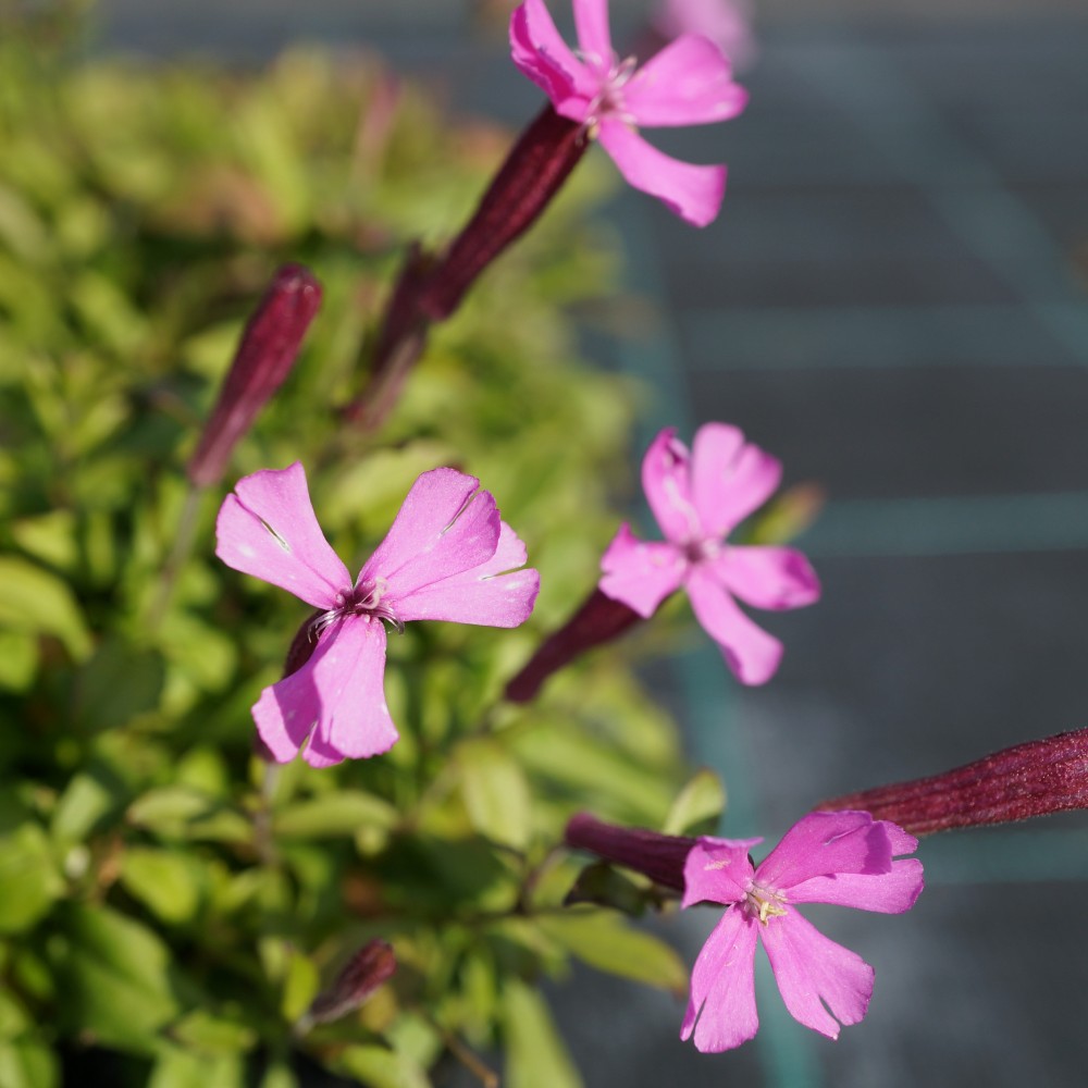 JDA Silene schafta