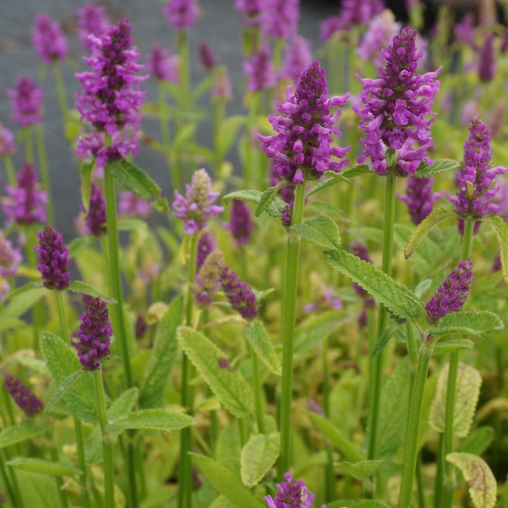 JDA Stachys monieri 'Hummelo'