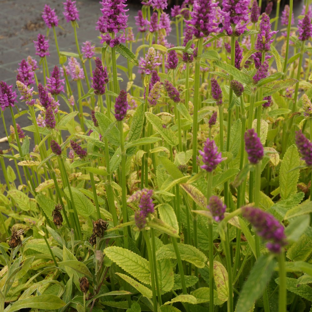 JDA Stachys monieri 'Hummelo'