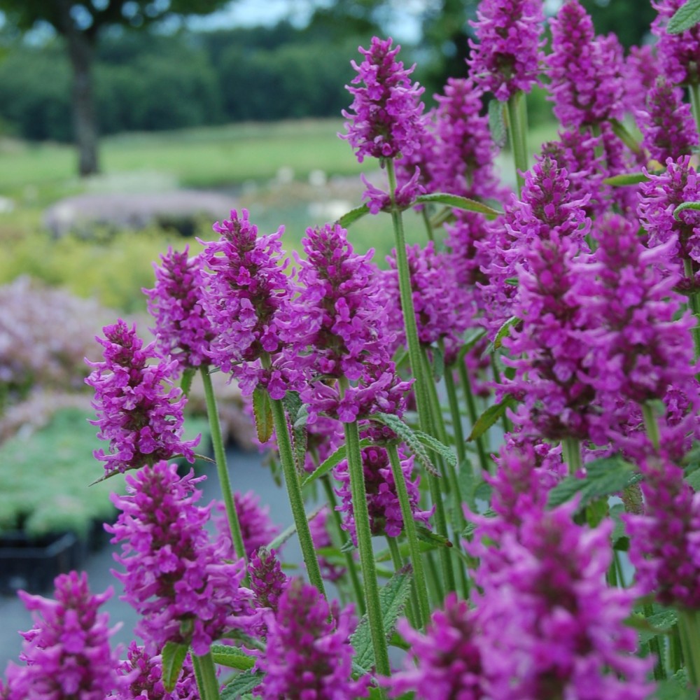 JDA Stachys monieri 'Hummelo'