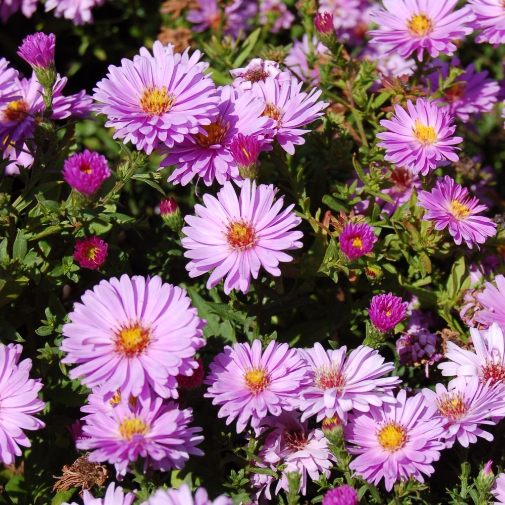 JDA Aster dumosus 'Rosenwichtel'