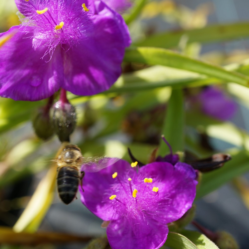 JDA Tradescantia andersoniana 'Rubra'