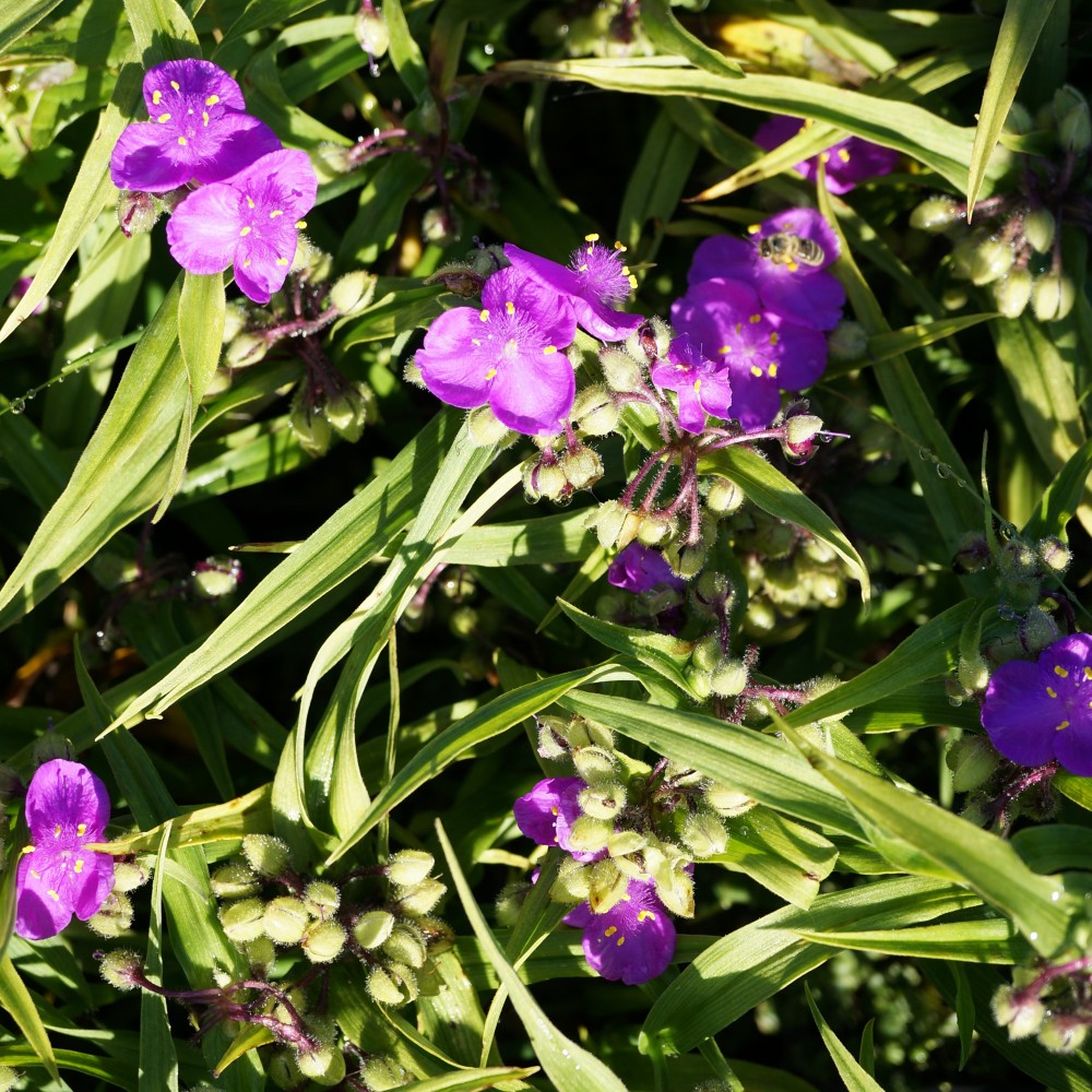 JDA Tradescantia andersoniana 'Rubra'