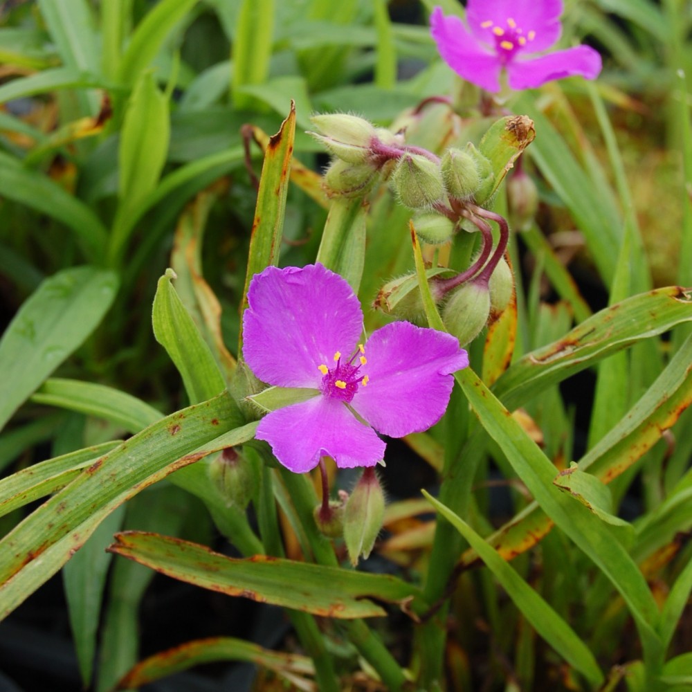 JDA Tradescantia andersoniana 'Rubra'