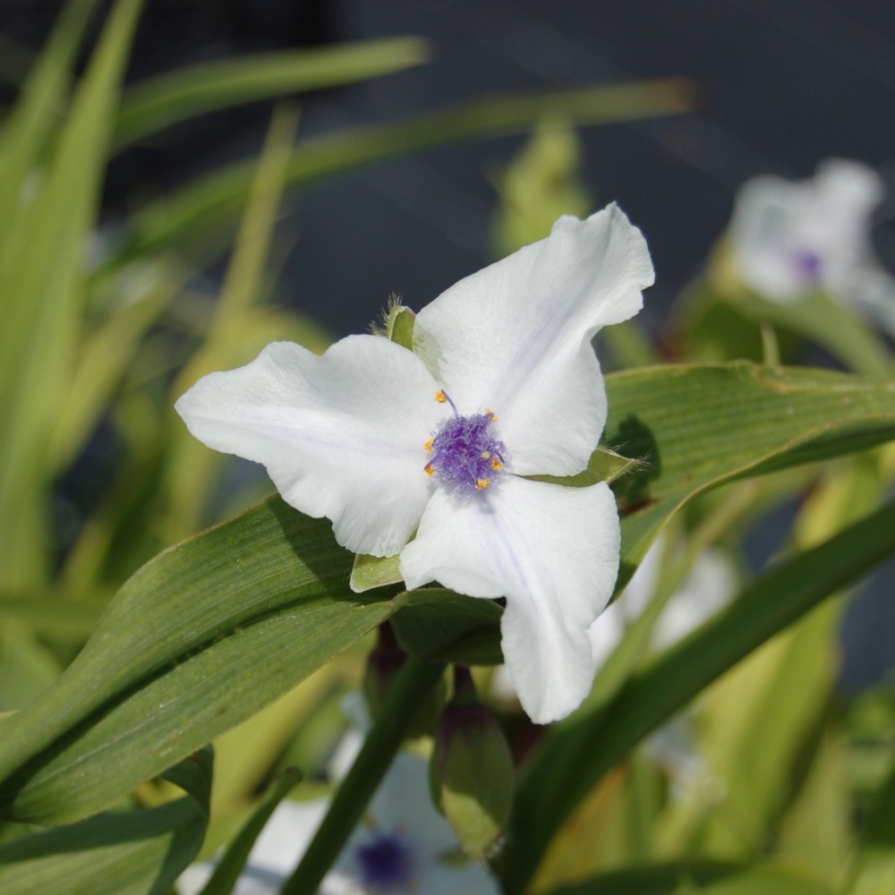 JDA Tradescantia andersoniana 'Osprey'